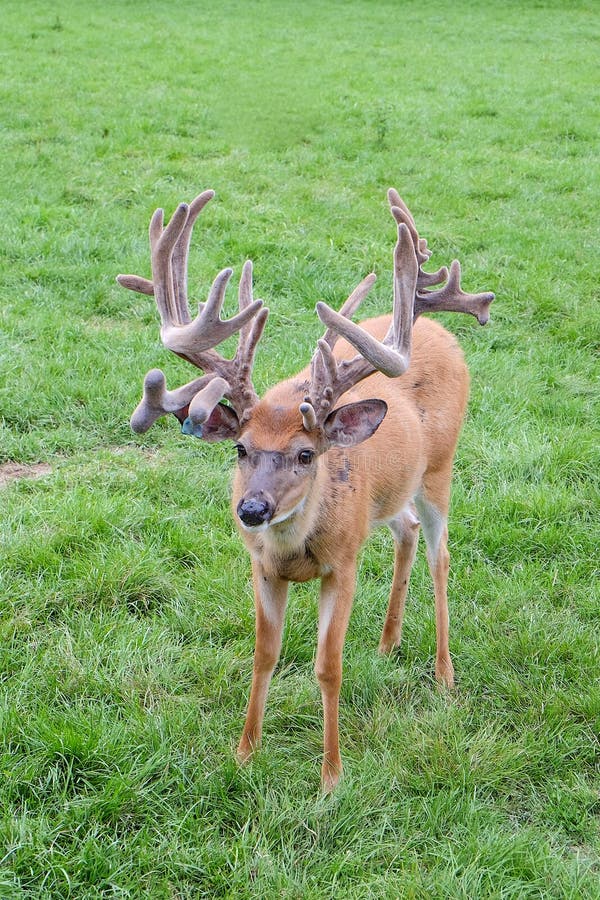 Angry Elk Stock Photos - Free & Royalty-Free Stock Photos from Dreamstime