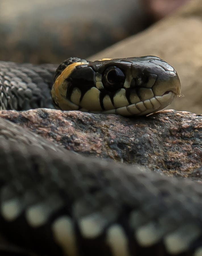 Amazing Encounter with a Snake Stock Image - Image of nature, toad ...