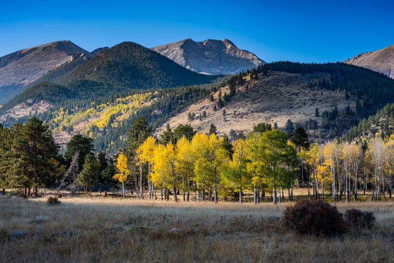Amazing Fall Color Aspen Colorado Stock Photo - Image of autumn, forest ...