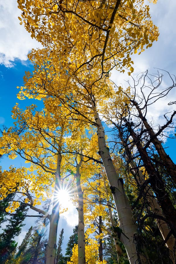 Amazing Fall Color Aspen Colorado Stock Image - Image of yellow, nature ...