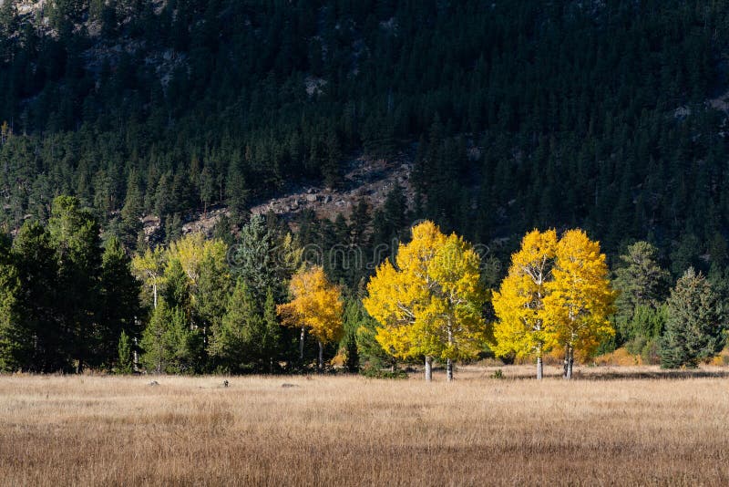 Amazing Fall Color Aspen Colorado Stock Image - Image of leaf, colorado ...