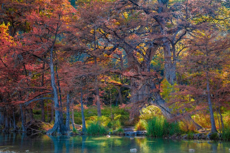 Amazing Fall Color Garner State Park Texas Stock Image - Image of ...