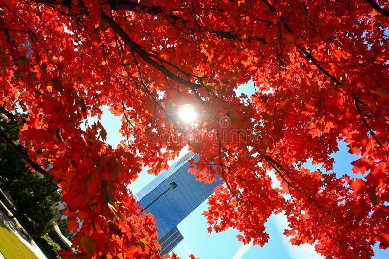 Amazing Fall Colors stock image. Image of autumn, trees - 22081545