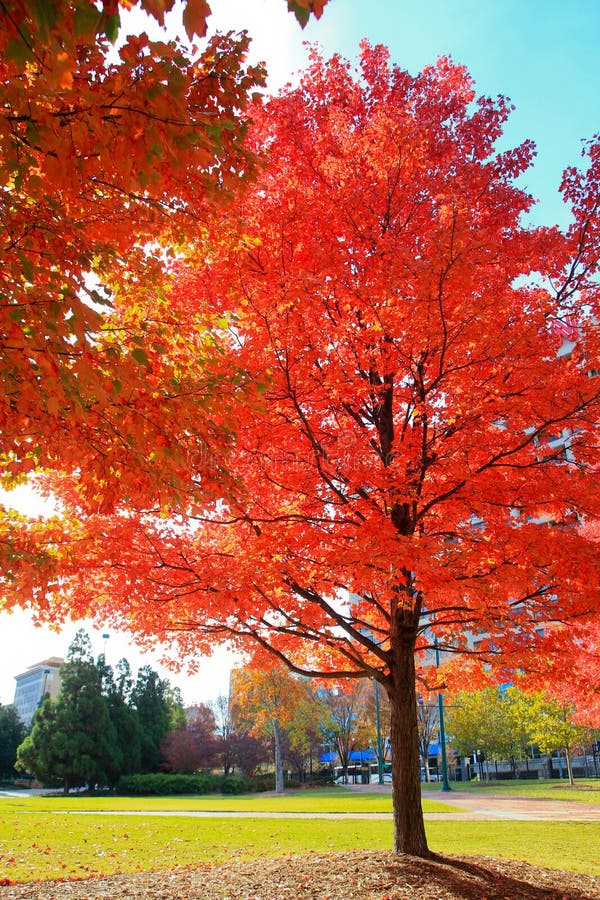 Autumn path stock photo. Image of leaves, canopy, october - 6947536