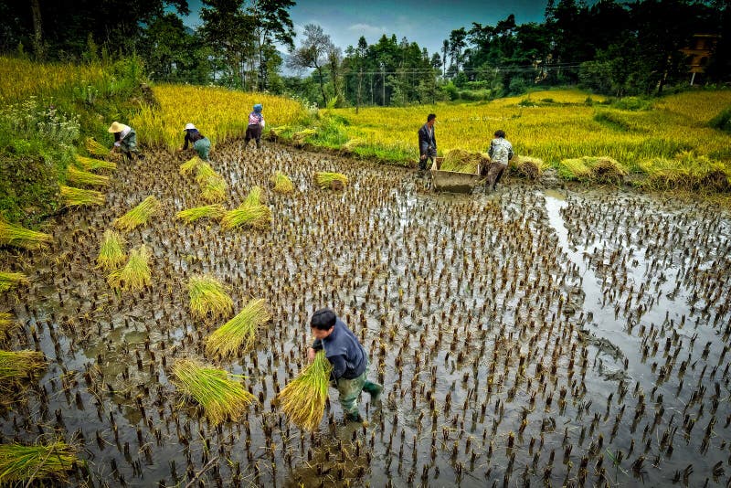 Amazing Fields of Rice in Northern China Editorial Photo - Image of ...