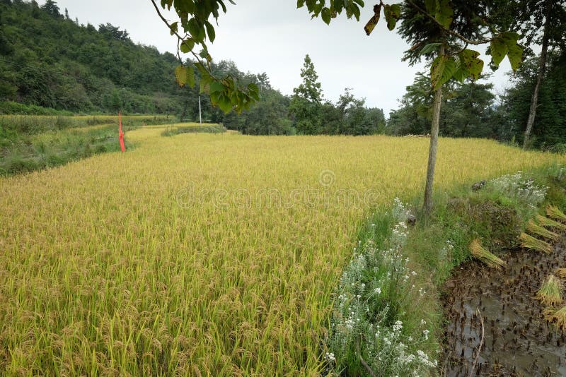Amazing Fields of Rice in Northern China Stock Photo - Image of farm ...
