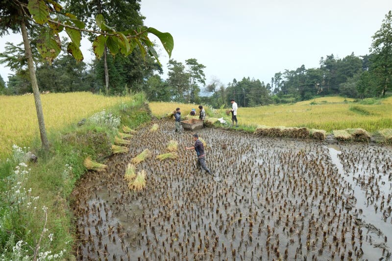 Rice Fields in Northern China, Stunning Backdrops D.y Editorial Stock ...