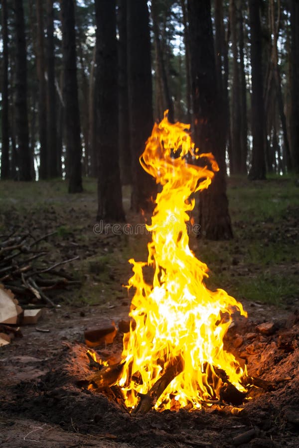Amazing Fire in the Forest Against a Trees Background. Bonfire in the ...