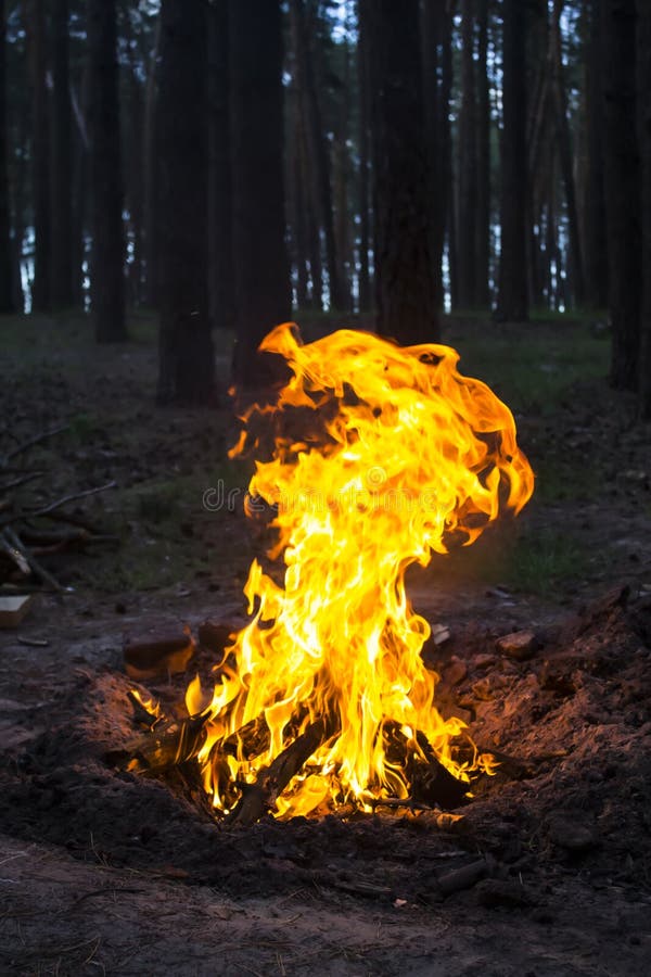 A Bonfire in the Forest in Winter Day . Outdoor Bonfire in Winter on ...