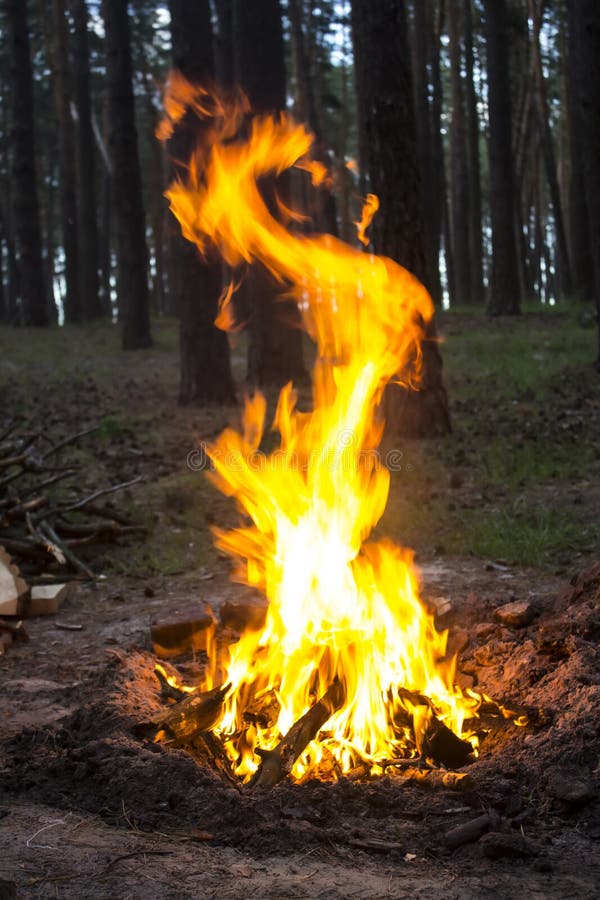 A Bonfire in the Forest in Winter Day . Outdoor Bonfire in Winter on ...