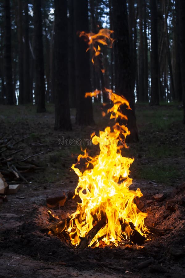 Amazing Fire in the Forest Against a Trees Background. Bonfire in the ...
