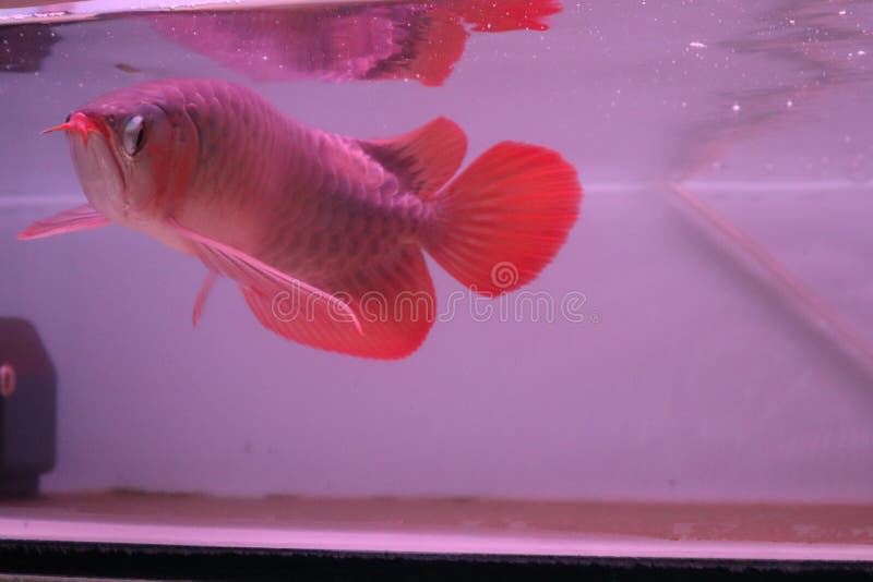 Amazing Fish Arowana Super Red Chilli Stock Photo - Image of chilli ...