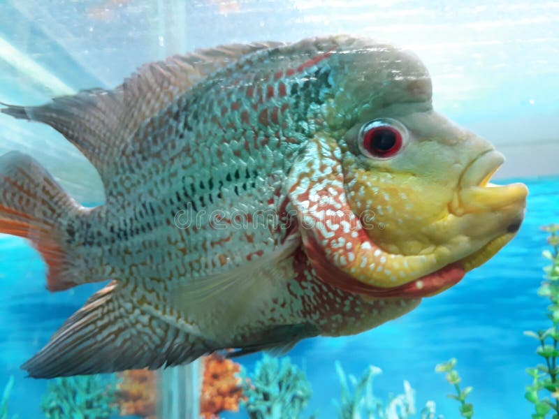 Amazing Fish stock photo. Image of ocean, amazing, fish - 104353812