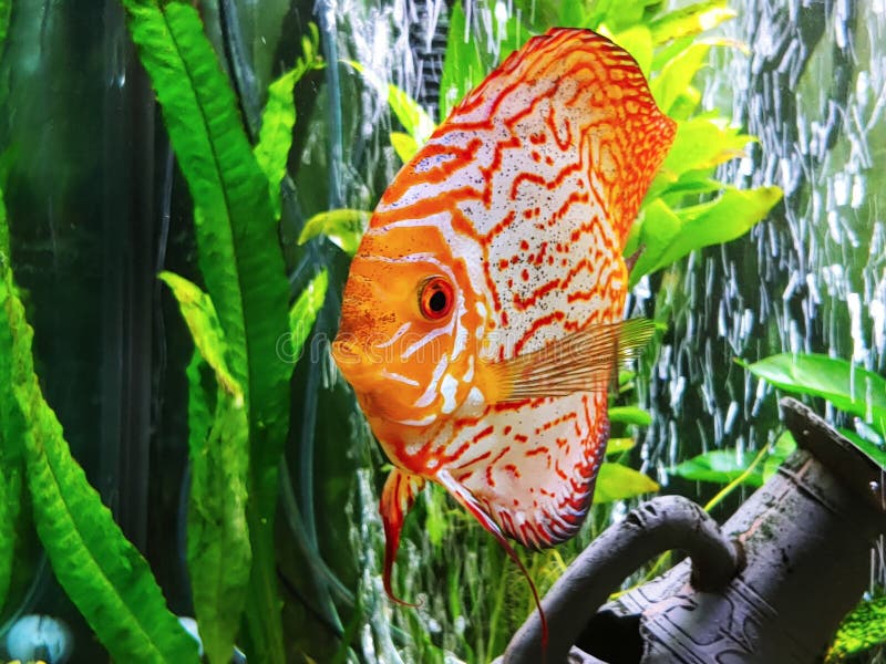 Amazing Fish Swim in the Red Sea Stock Photo - Image of clown, blue ...