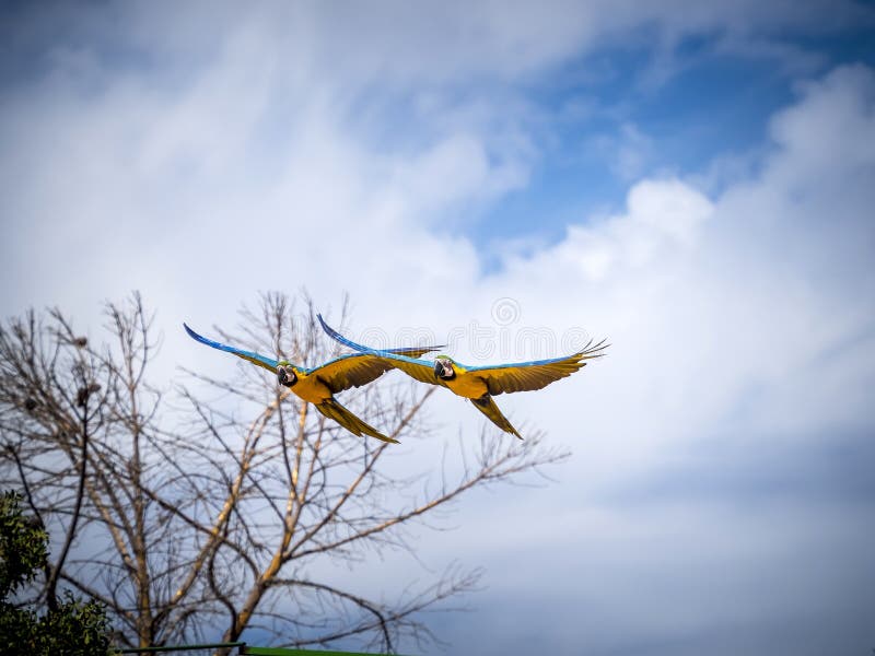 The Amazing Flight of the Parrot Stock Image - Image of looking, posing ...