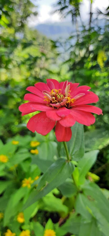 Amazing Flower with Beautiful Colour Stock Image - Image of home ...