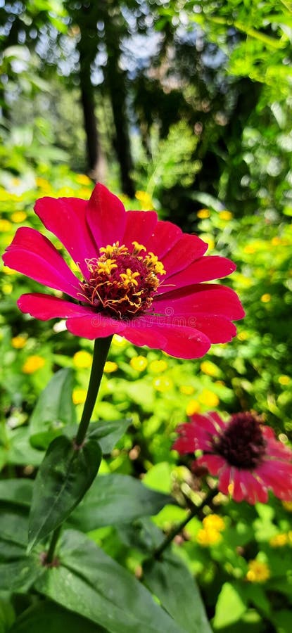 Amazing Flower with Beautiful Colour Stock Image - Image of beautiful ...