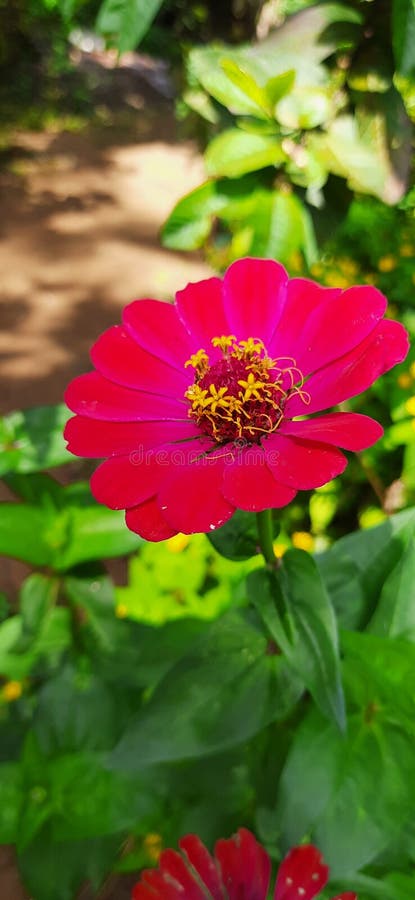 Amazing Flower with Beautiful Colour Stock Photo - Image of home ...