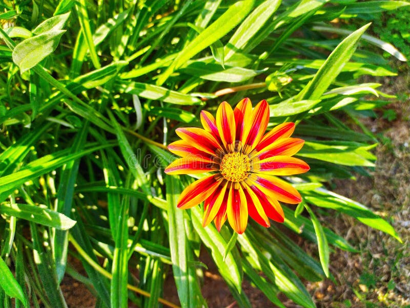 Amazing Flower in Bright Colors Stock Image - Image of leaf, bright ...