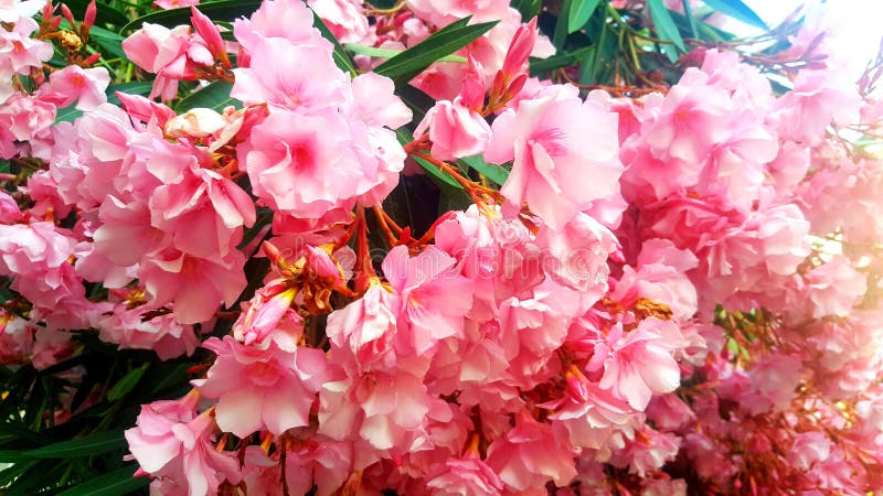 AMAZING FLOWER stock photo. Image of flower, nice, excellent - 120514966