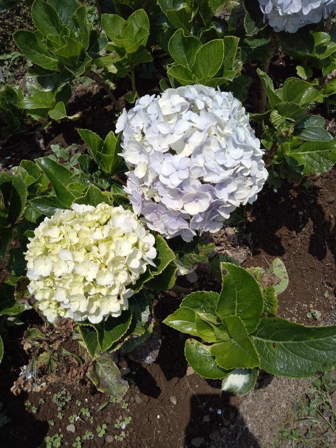 The Amazing Flowers in Java Stock Photo - Image of java, floweres ...