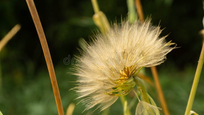 Amazing Fluffy Plant Growing Near the Forest Stock Image - Image of ...