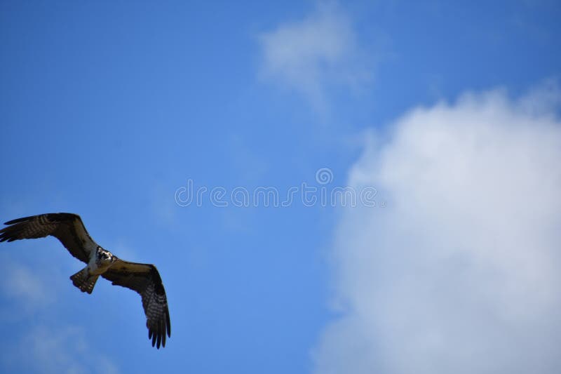 Amazing Flying Osprey in Bright Blue Skies Stock Image - Image of water ...