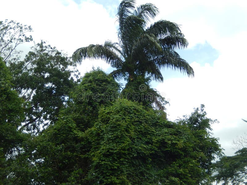 Amazing Forest stock photo. Image of light, amazon, nonurban - 96731286