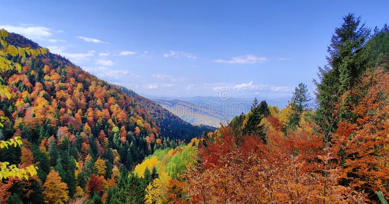 Amazing Forest in the Fall. Stock Image - Image of forest, automn ...