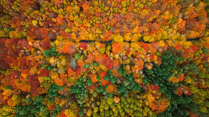 Amazing Forest in Fall with Different Colored Types of Trees Stock ...