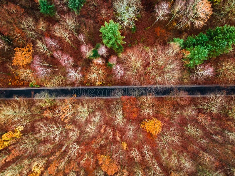 Amazing Forest in the Fall View from Above Stock Photo - Image of ...