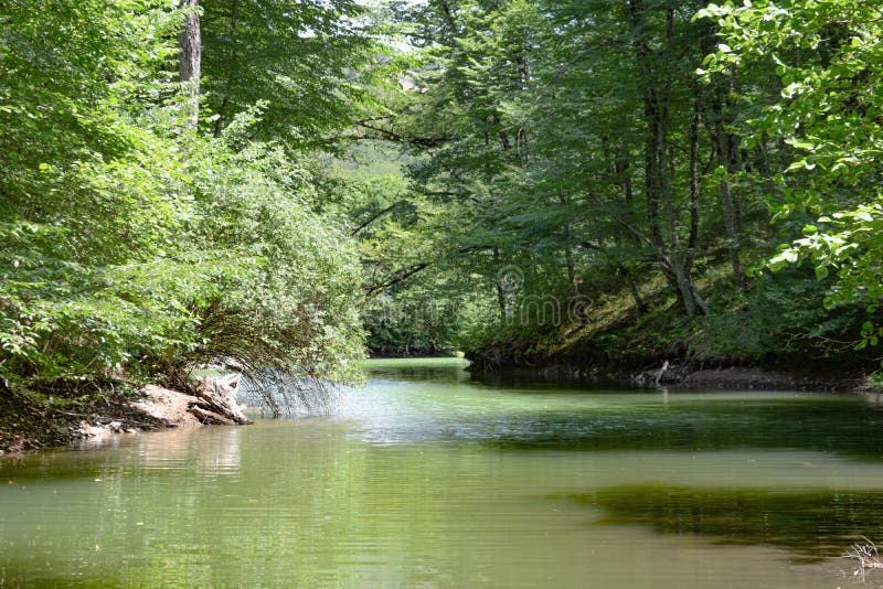 Amazing Forest Landscape with River Stock Image - Image of fall, forest ...
