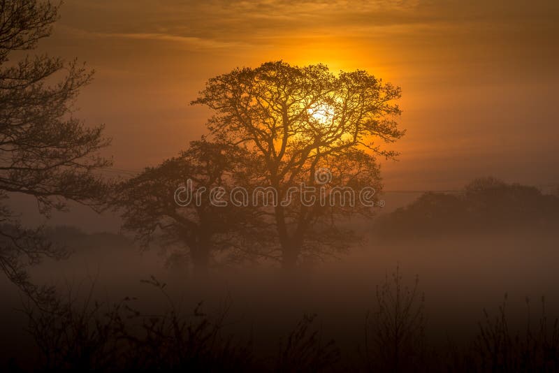 Amazing Forest and the Sunset Stock Photo - Image of forest, dawn ...