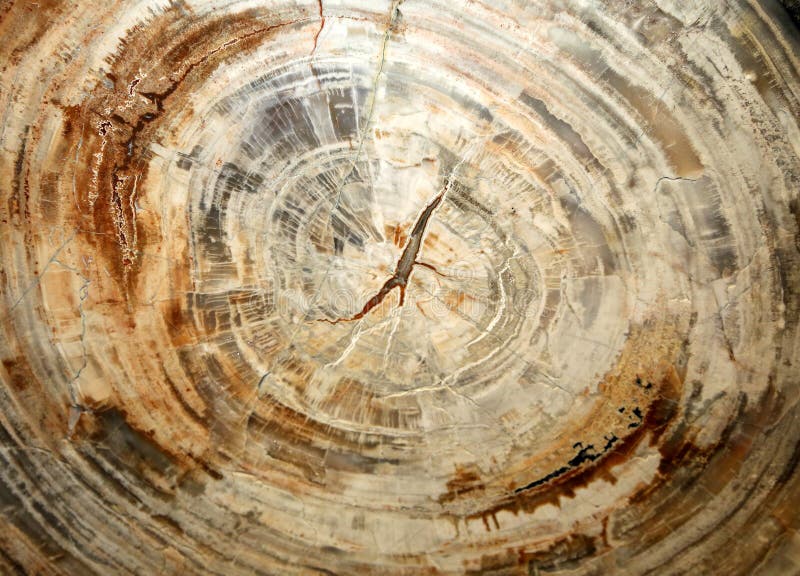 A Fossilized Tree Stump in Wyoming Stock Photo - Image of petrified ...