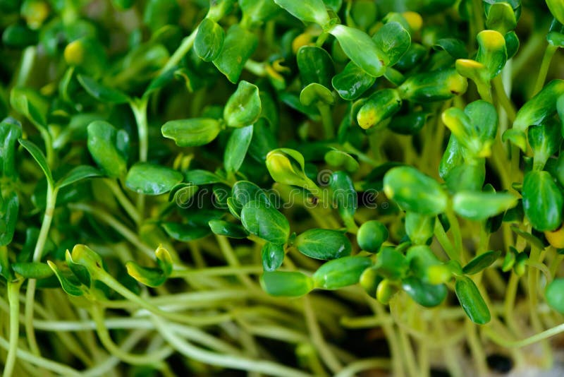 Fresh Herbs with Roots in the Frame Stock Image - Image of greenalive ...