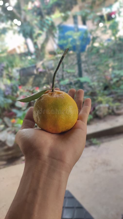 Amazing Fruit. it is Orange ðŸ Š Stock Image - Image of orange ...