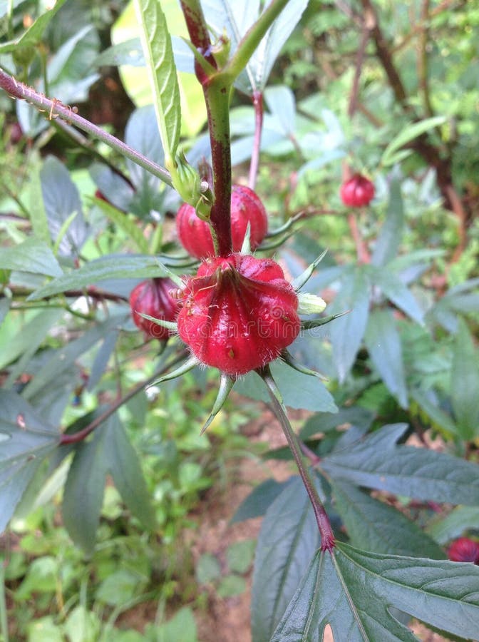 Amazing fruit stock photo. Image of fruit, sour, berry - 52371756