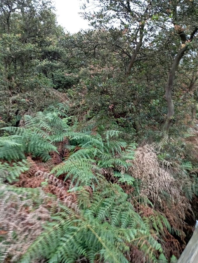 Amazing and Full Colour View in Central Java Stock Photo - Image of ...