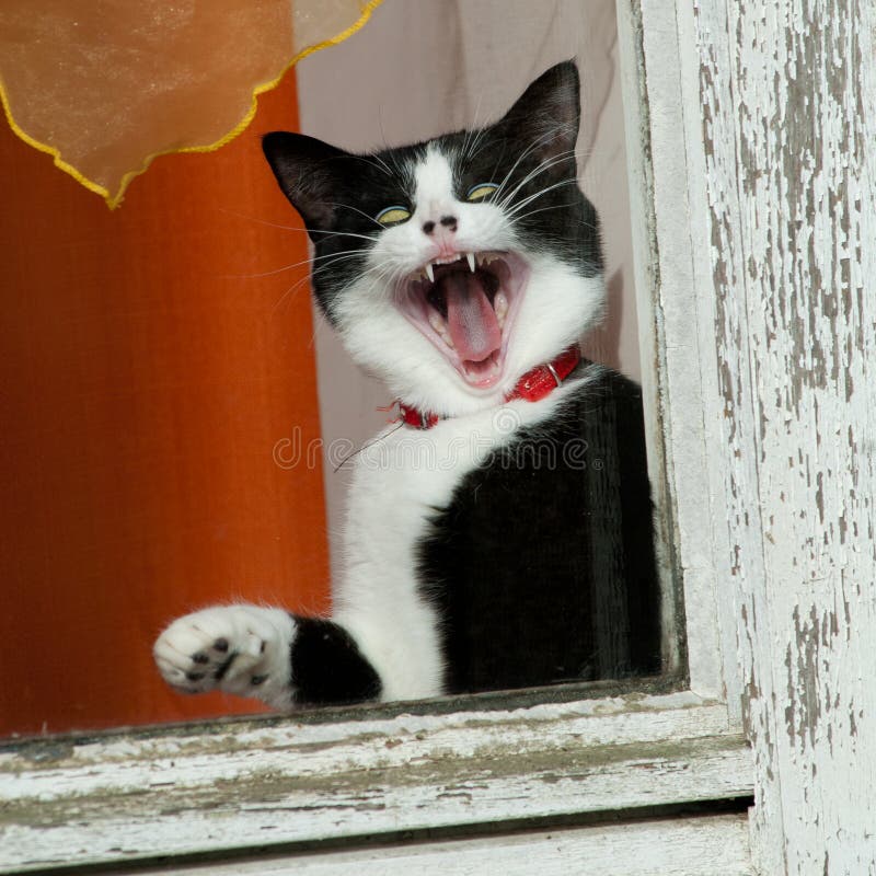 Amazing funny cat stock image. Image of attitude, special - 18902983