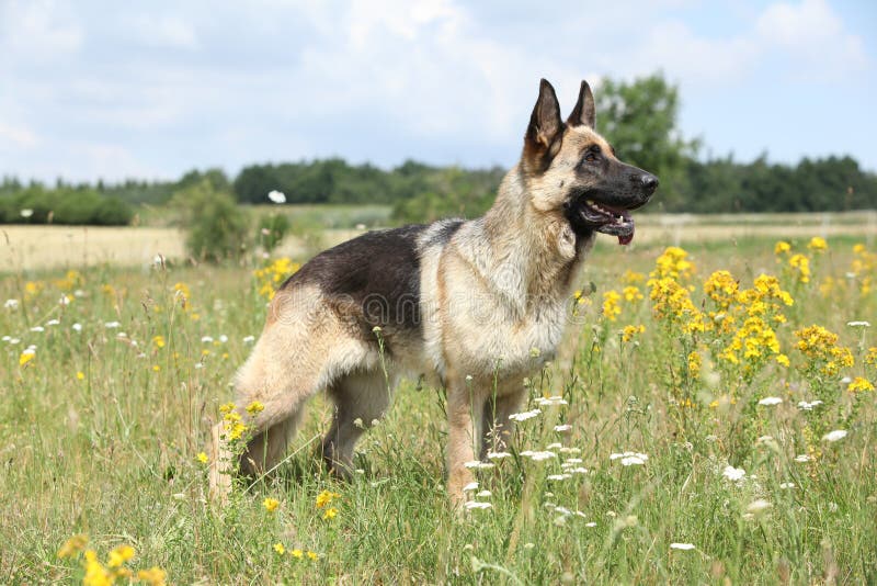 Amazing German Shepherd Standing on Green Field Stock Image - Image of ...