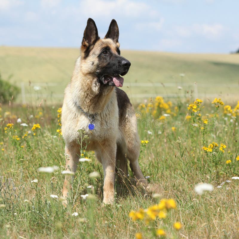 Amazing German Shepherd Standing on Green Field Stock Image - Image of ...