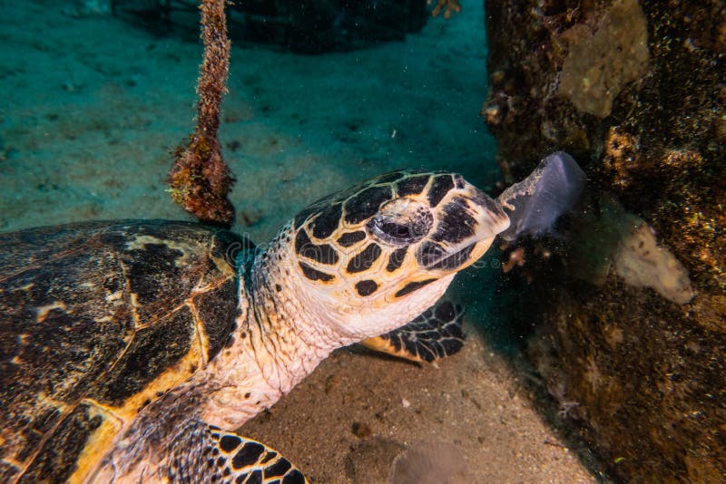 Giant Green Sea Turtles in the Red Sea a.e Stock Photo - Image of blue ...