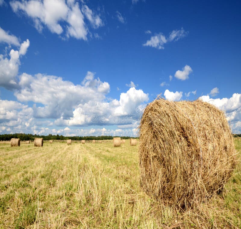 Amazing Golden Hay Bales stock photo. Image of golden - 6657404