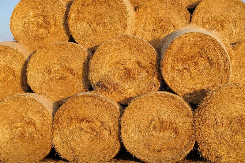 Amazing Golden Hay Bales stock image. Image of bale, grow - 41934207