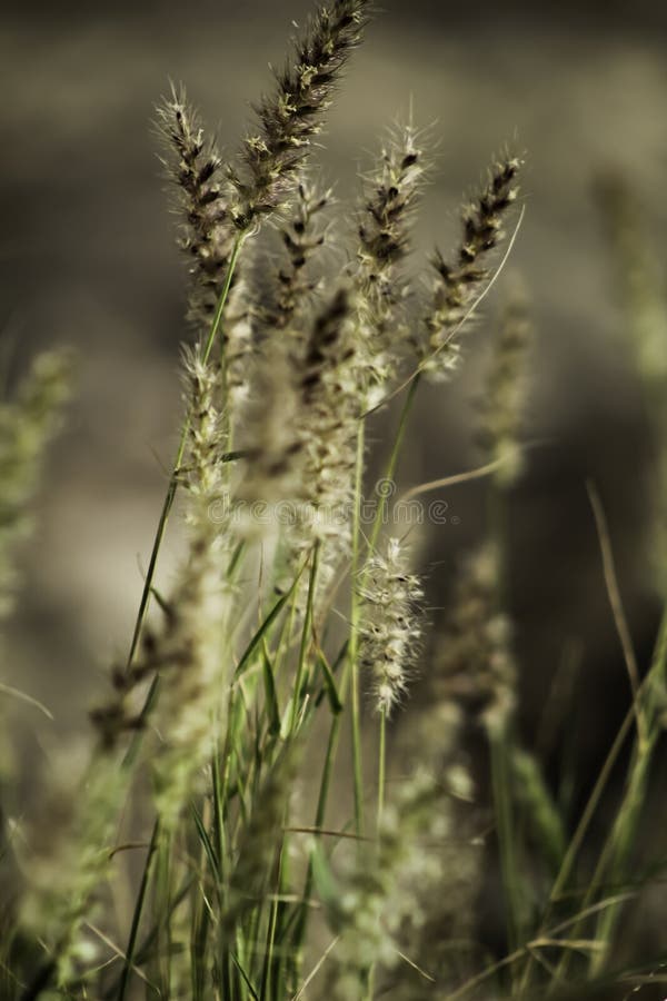Amazing grass flower stock photo. Image of wildflower - 193318000