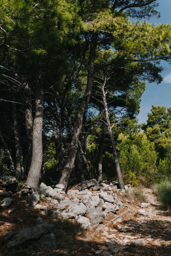 Amazing Green Cedar Trees on a Hill on a Sunny Day Stock Image - Image ...