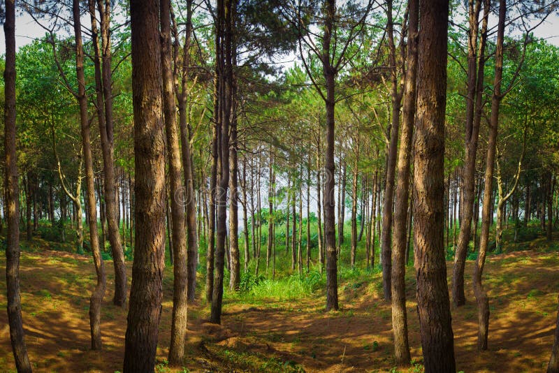 View from the forest floor stock photo. Image of pine - 2359646