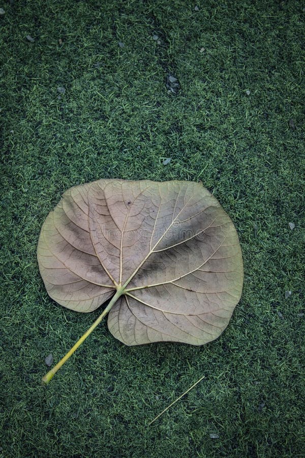 Amazing Green Leaf on Grass Stock Photo - Image of plants, amazing ...