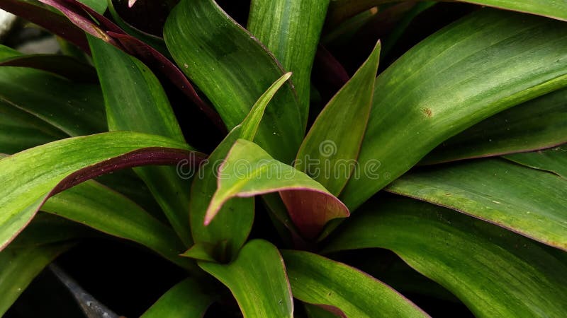 Amazing Green Leaf with a Purple Line on Back Side Stock Image - Image ...