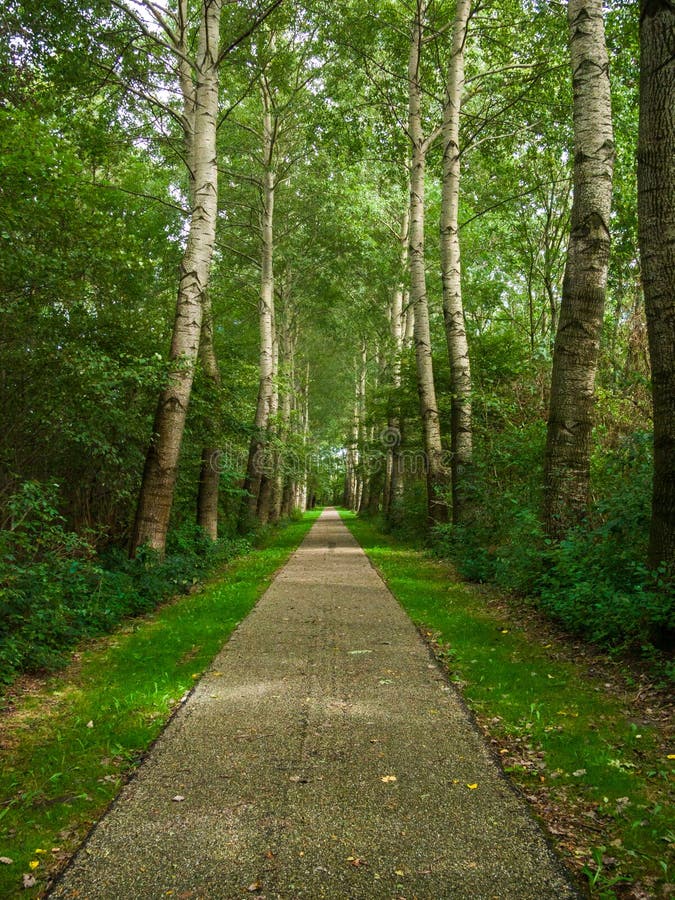 Amazing Green Tree Path Inside the Woods Outside. Nature Path with ...